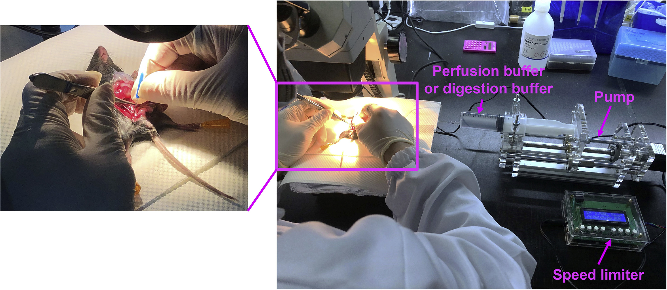Cell Press: STAR Protocols