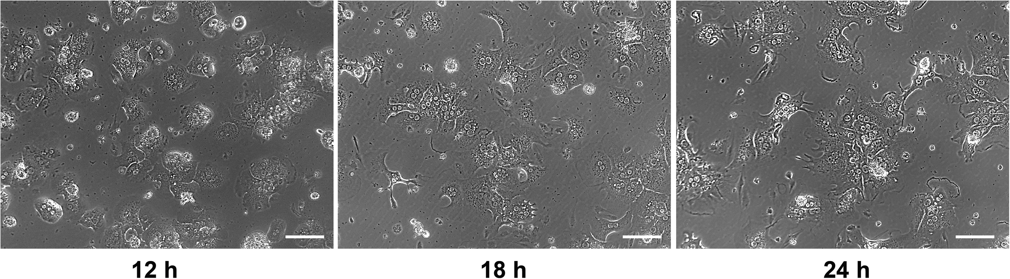 Cell Press: STAR Protocols