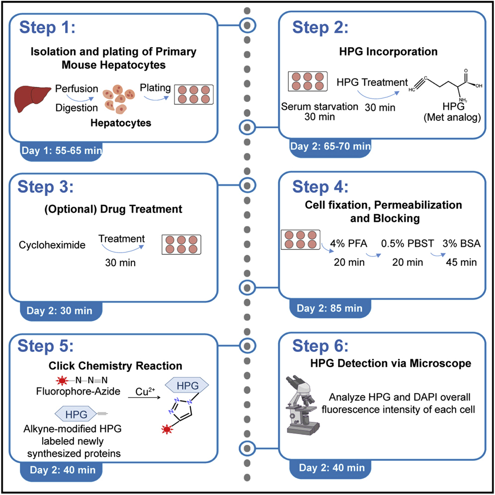 Cell Press: STAR Protocols