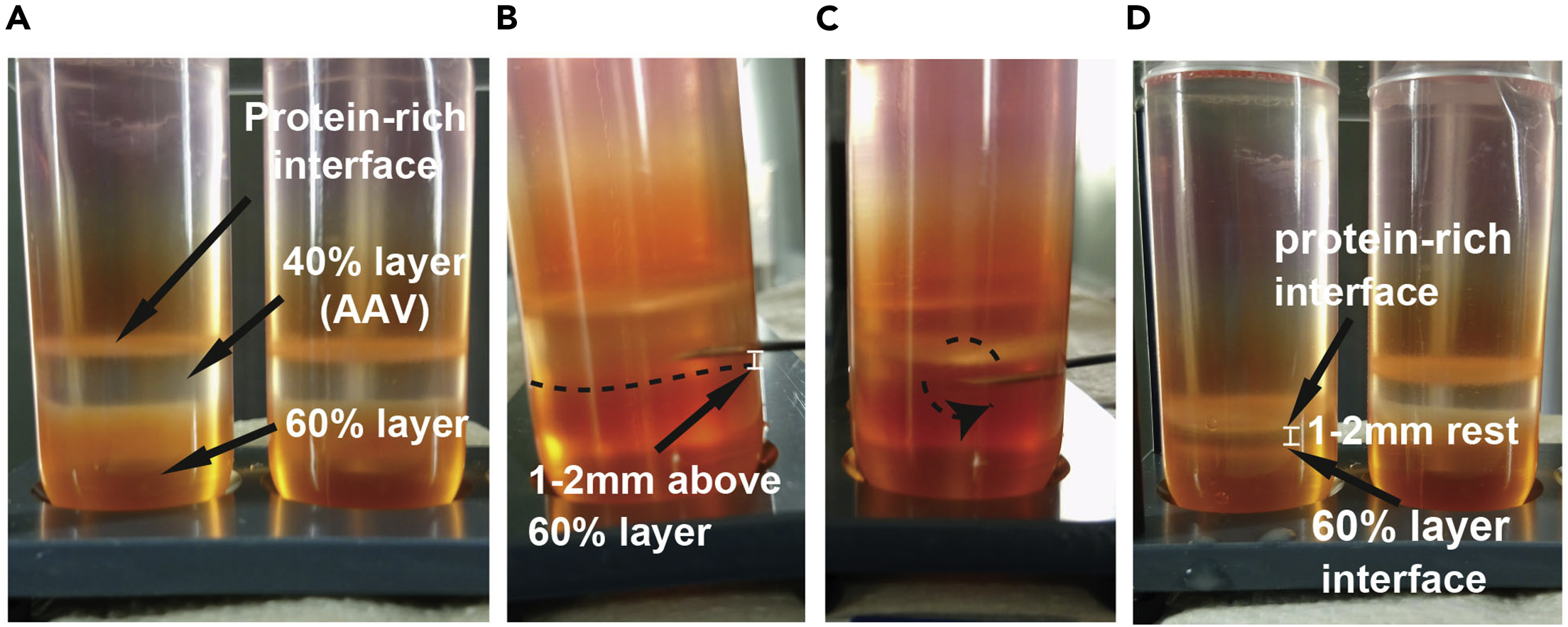 Cell Press: STAR Protocols