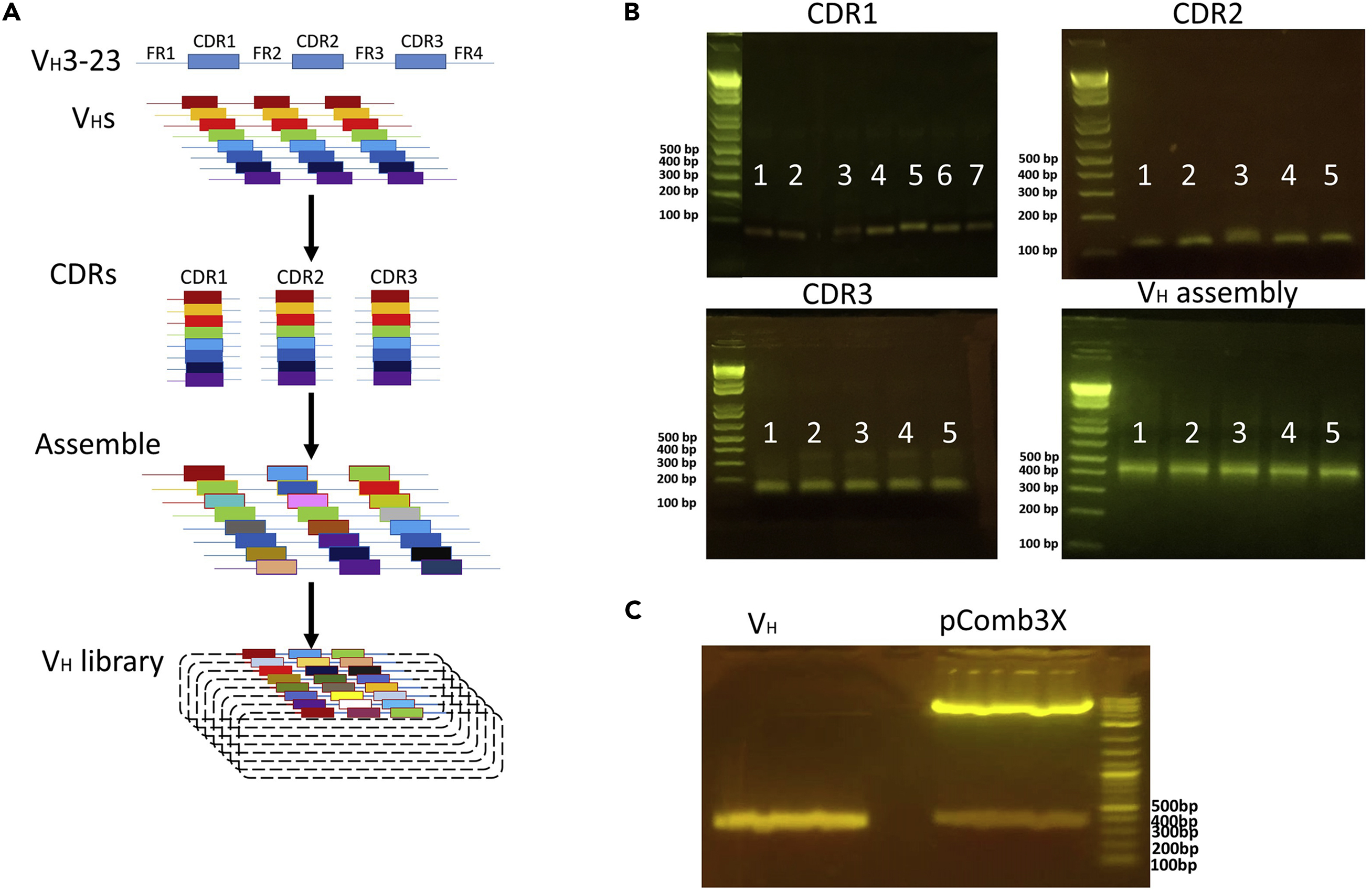 Cell Press: STAR Protocols