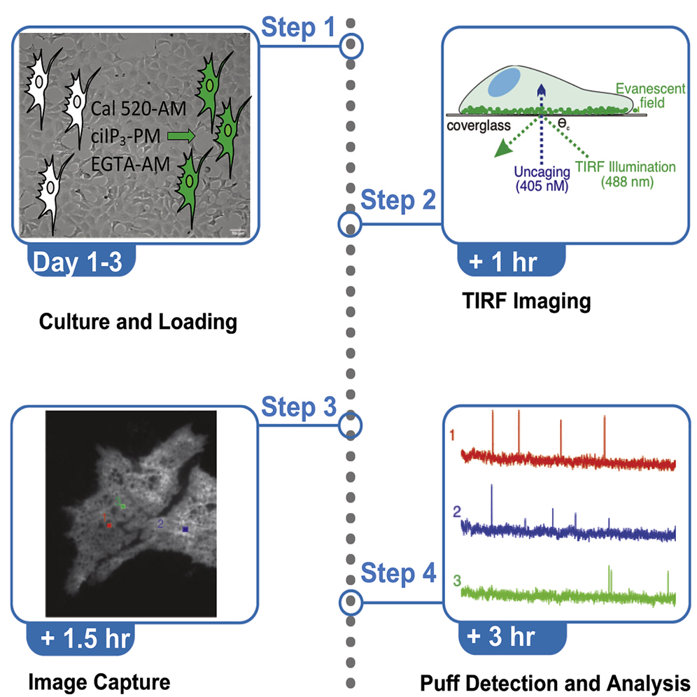 Cell Press: STAR Protocols