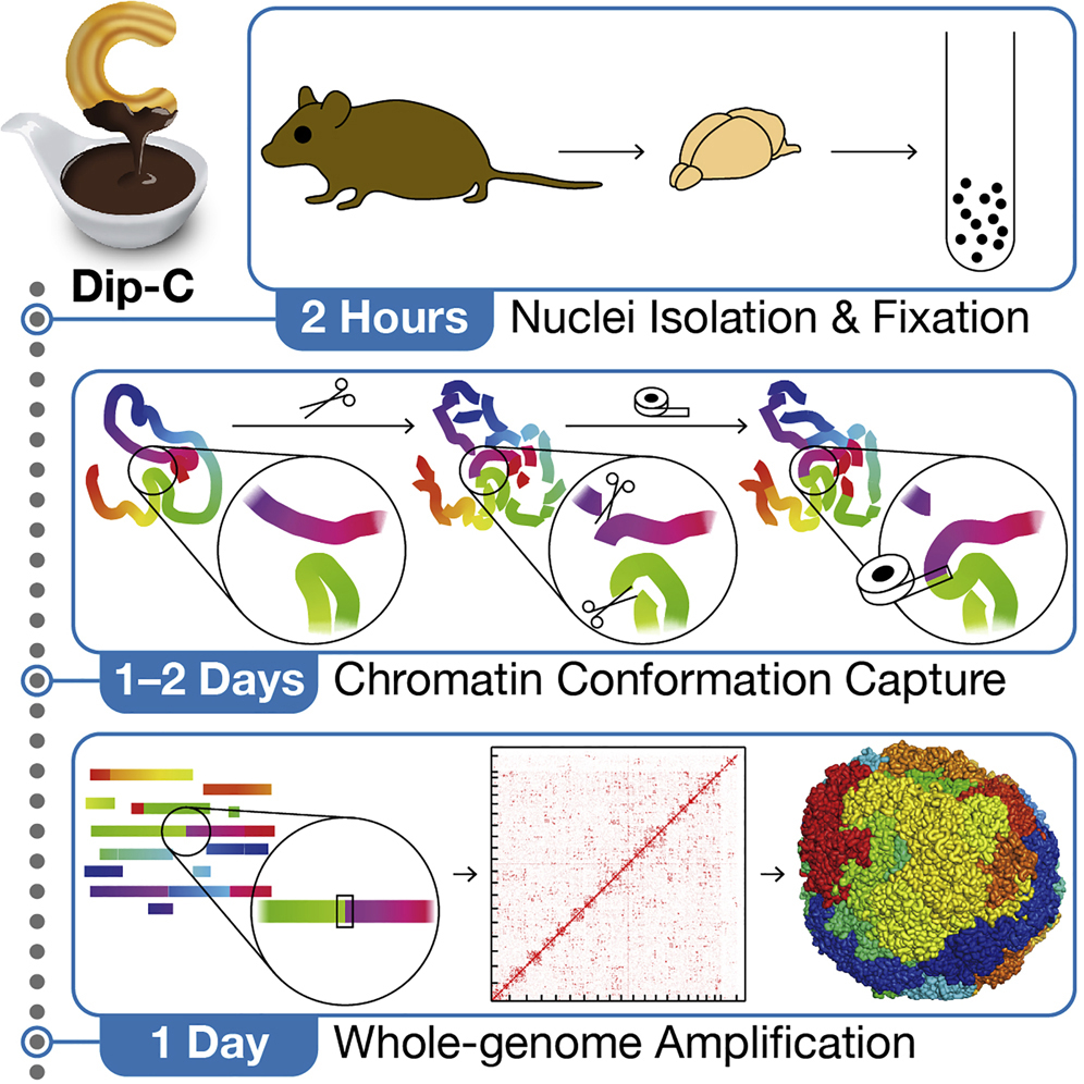 Cell Press: STAR Protocols