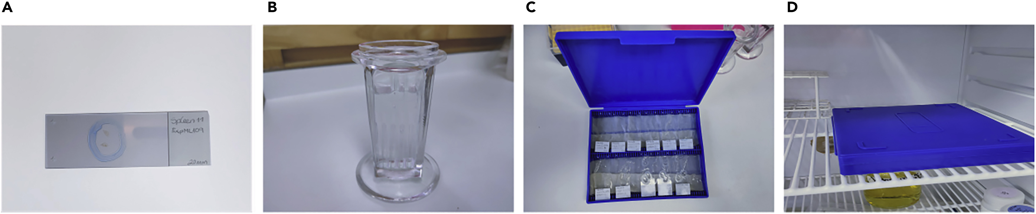 Cell Press: STAR Protocols