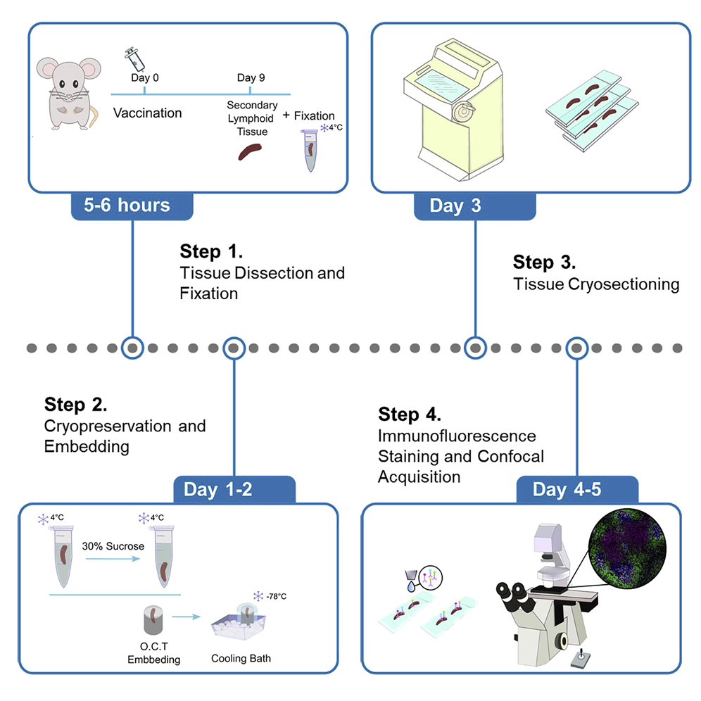 Cell Press: STAR Protocols