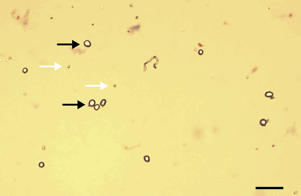 Cell Press: STAR Protocols
