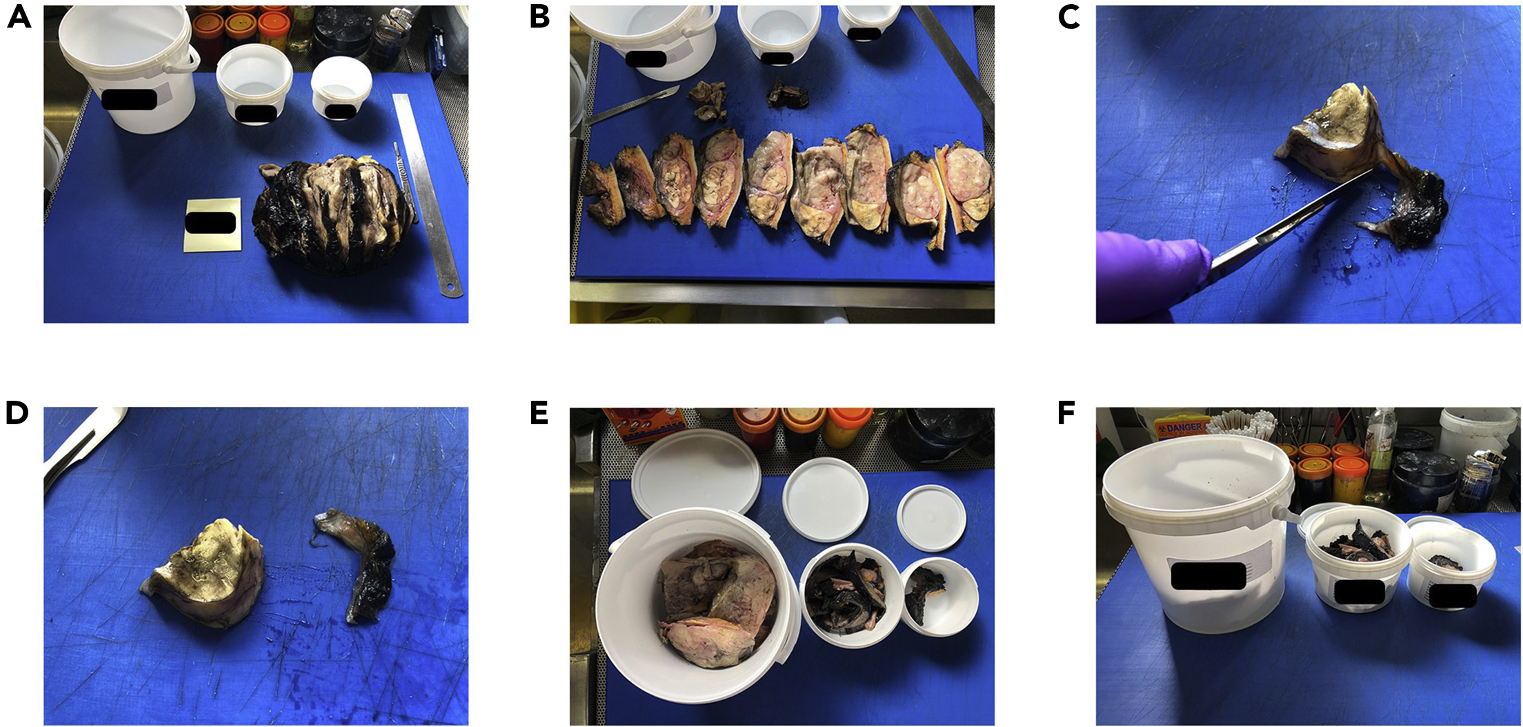Cell Press: STAR Protocols