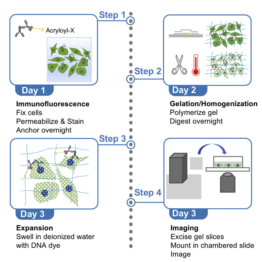 Cell Press: STAR Protocols