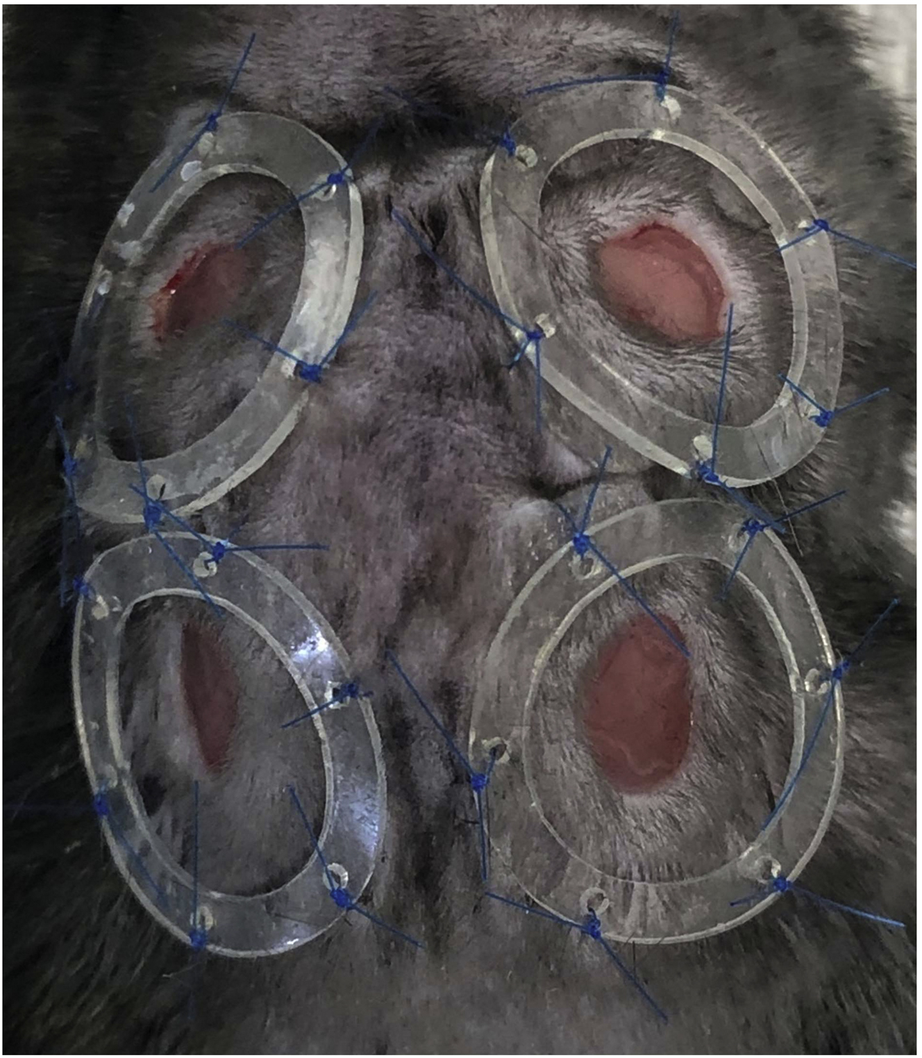 Cell Press: STAR Protocols