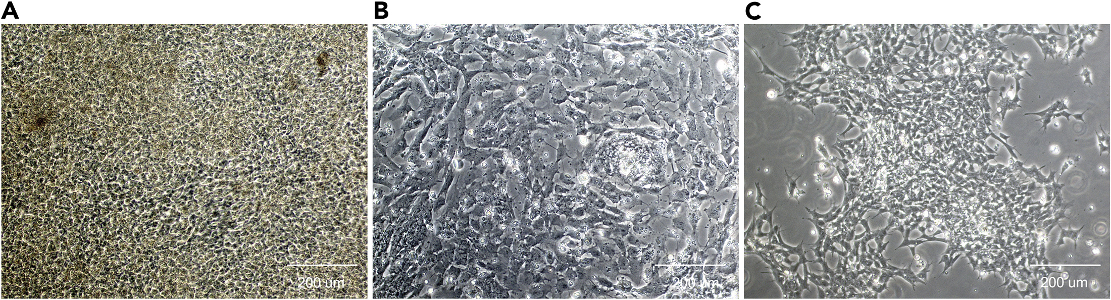 Cell Press: STAR Protocols