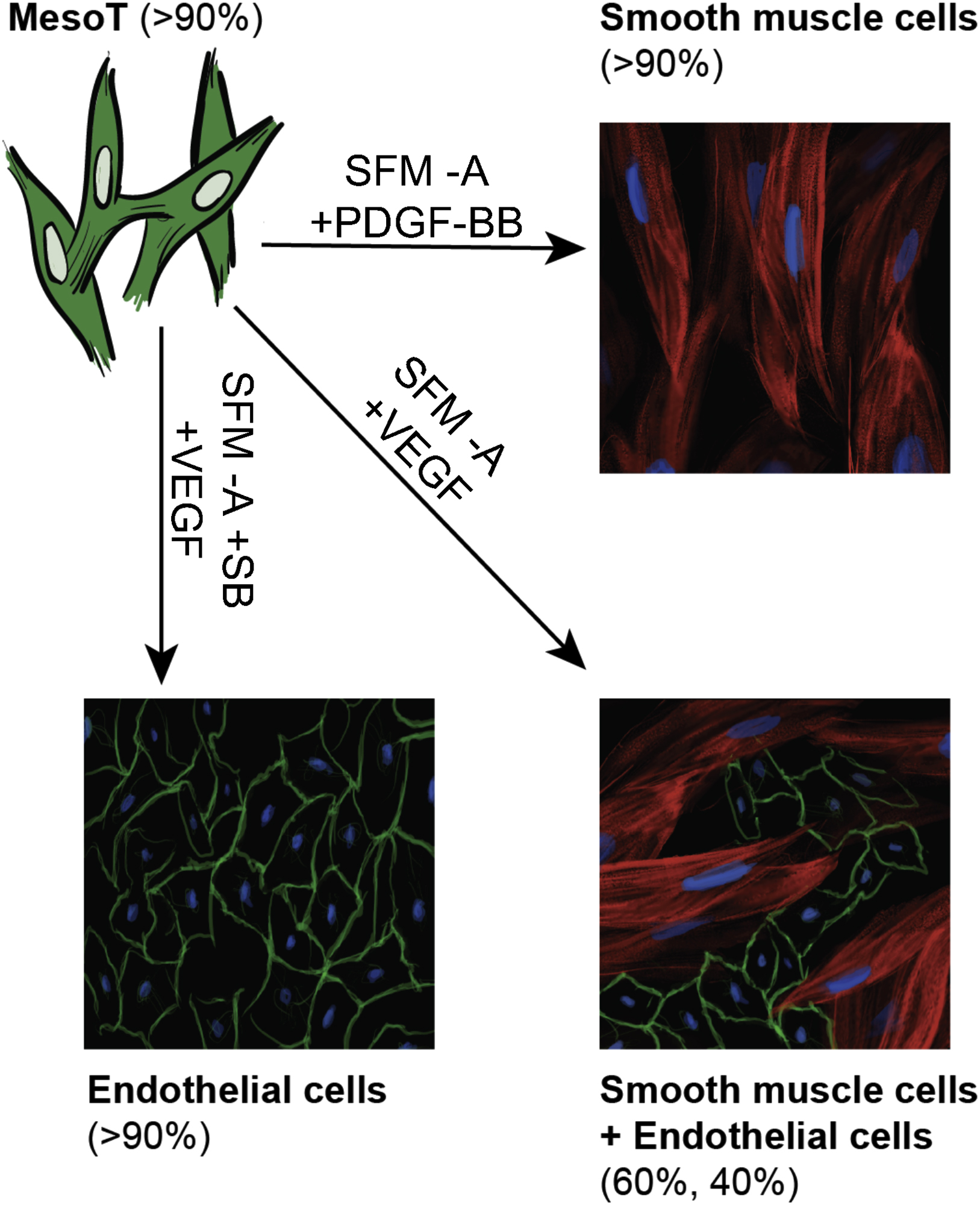 Cell Press: STAR Protocols
