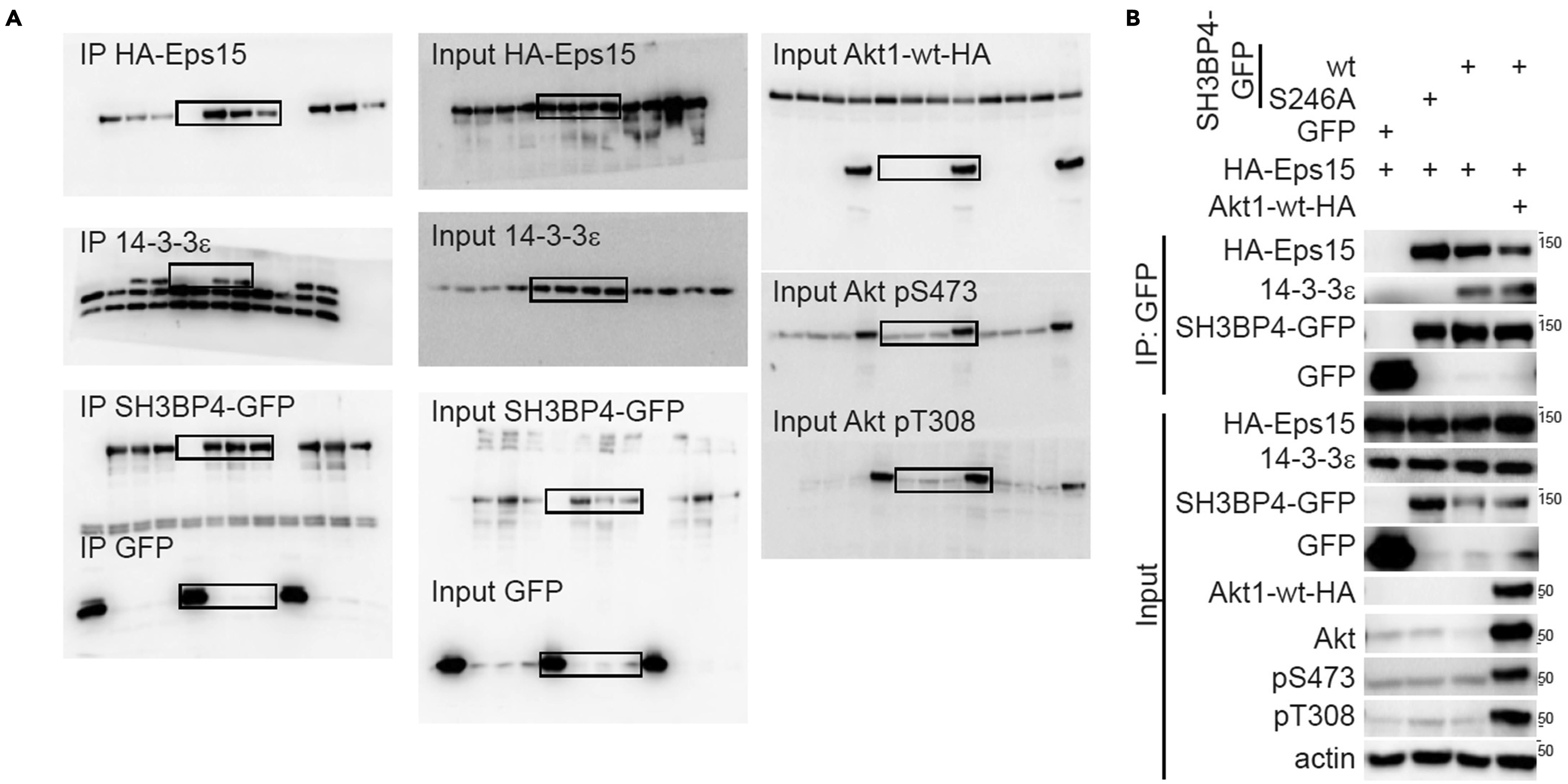 Cell Press: STAR Protocols