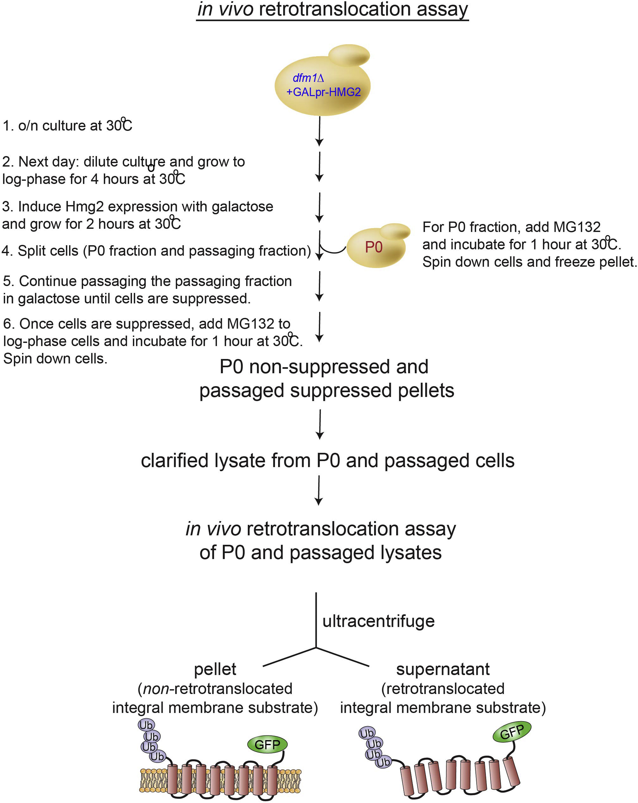 Cell Press: STAR Protocols