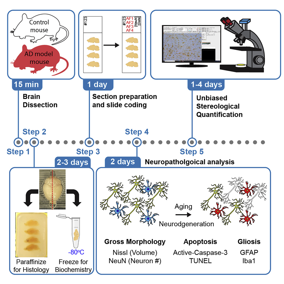 Cell Press: STAR Protocols