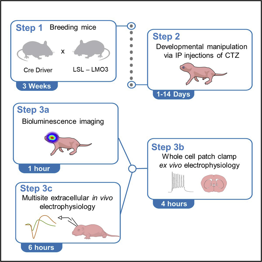 Cell Press: STAR Protocols