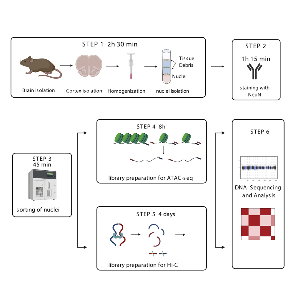 Cell Press: STAR Protocols