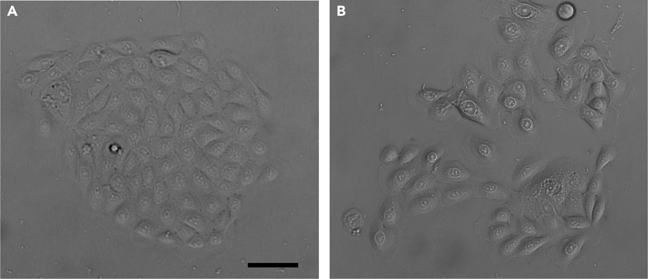 Cell Press: STAR Protocols