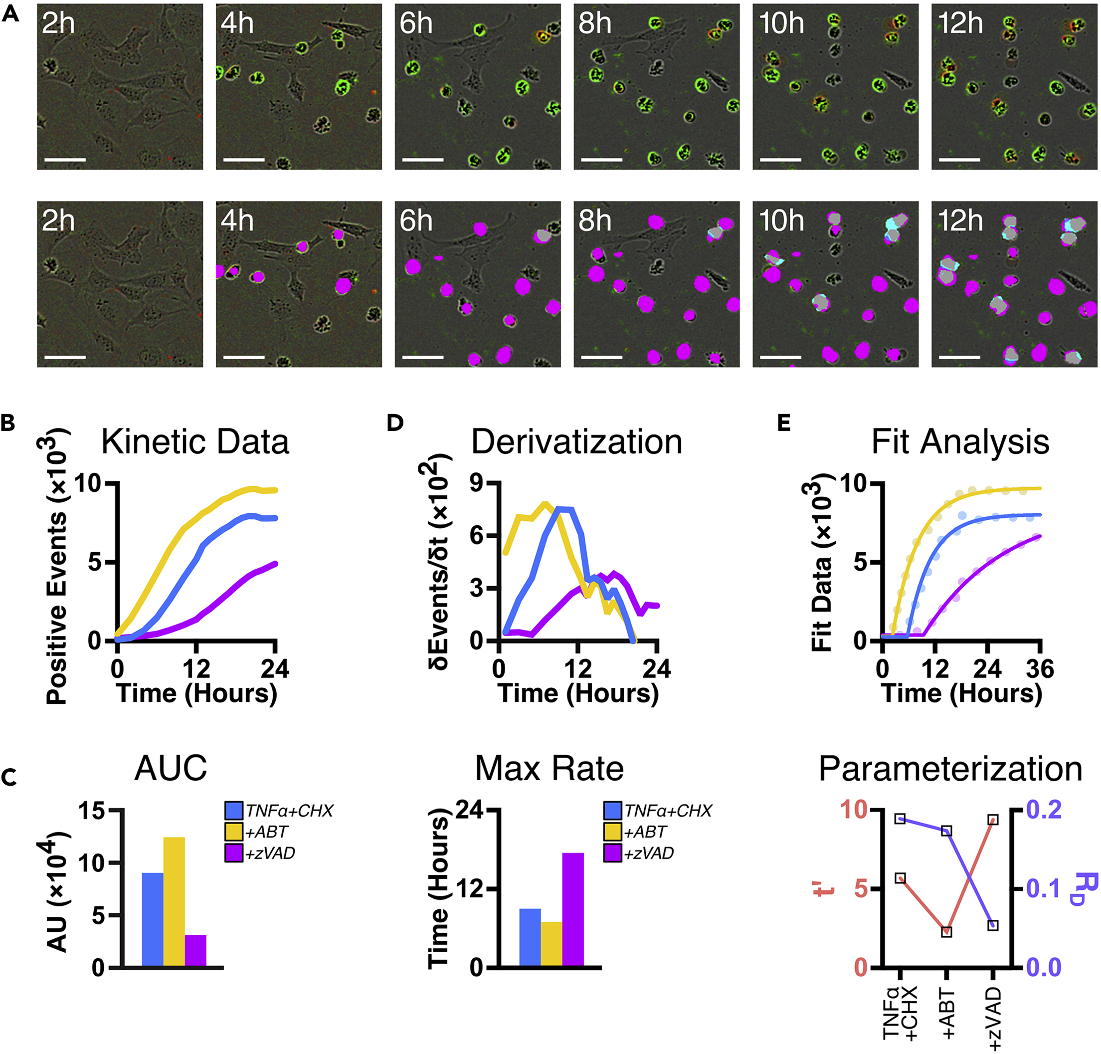 Cell Press: STAR Protocols