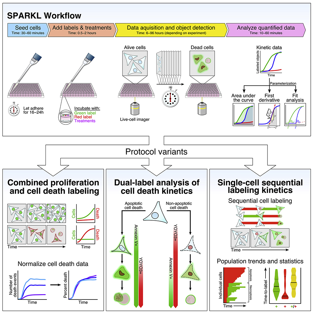 Cell Press: STAR Protocols