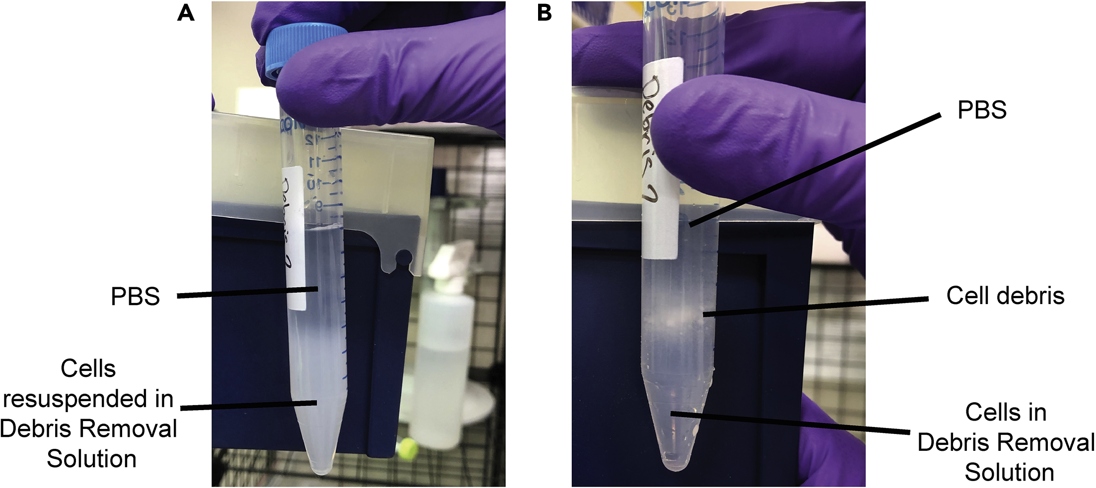 Cell Press: STAR Protocols