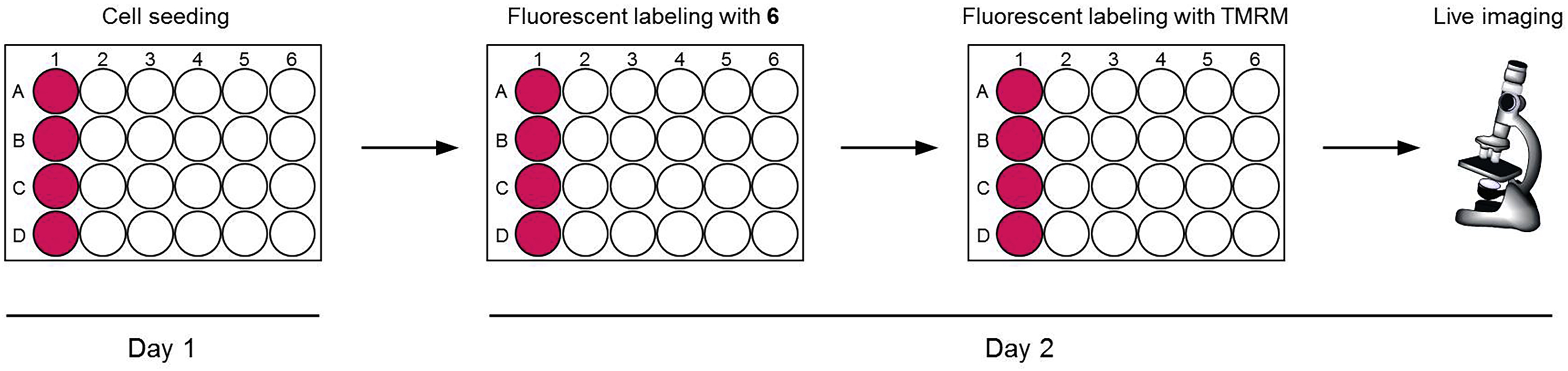 Cell Press: STAR Protocols