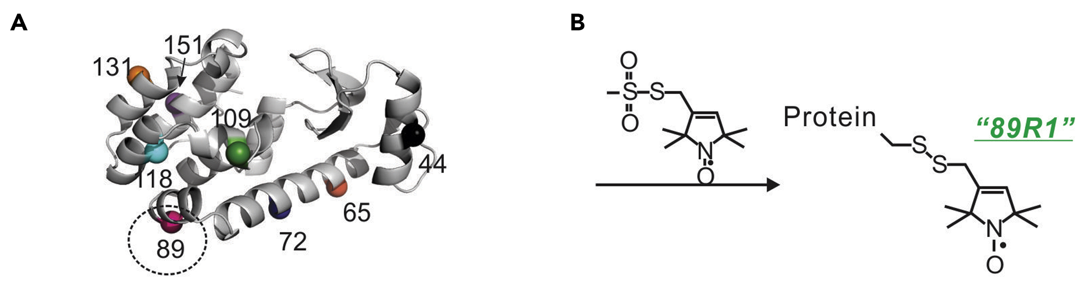 Cell Press: STAR Protocols