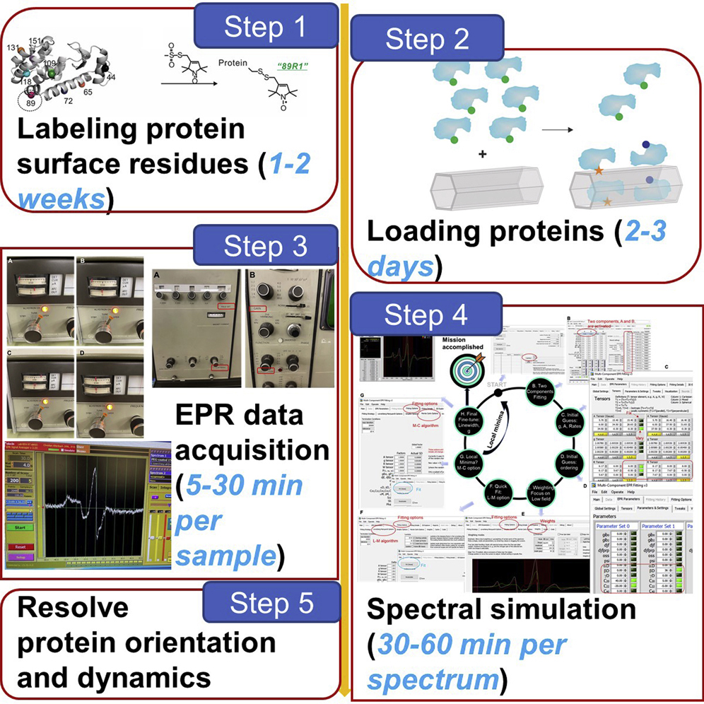Cell Press: STAR Protocols