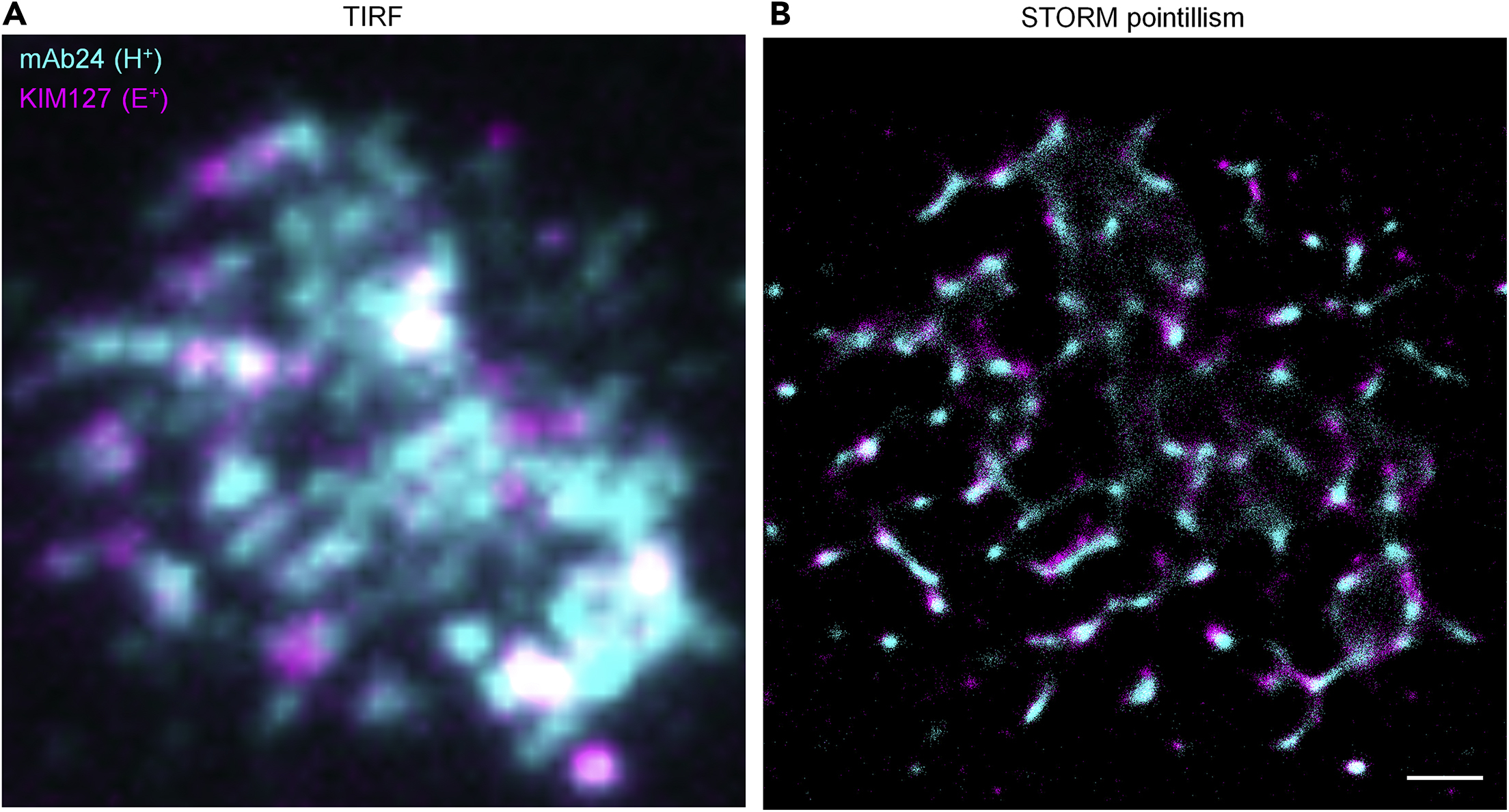 Cell Press: STAR Protocols