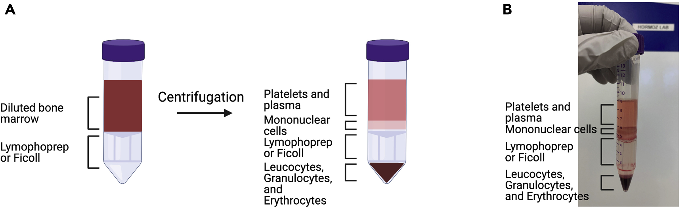 Cell Press: STAR Protocols
