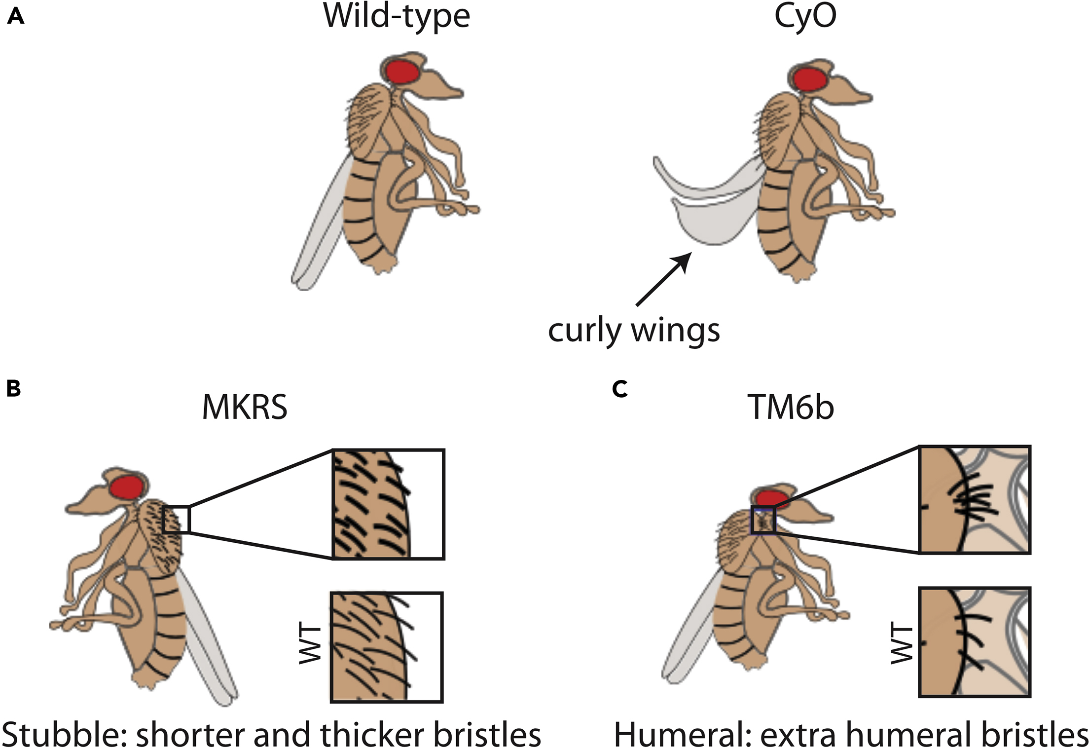 Cell Press: STAR Protocols