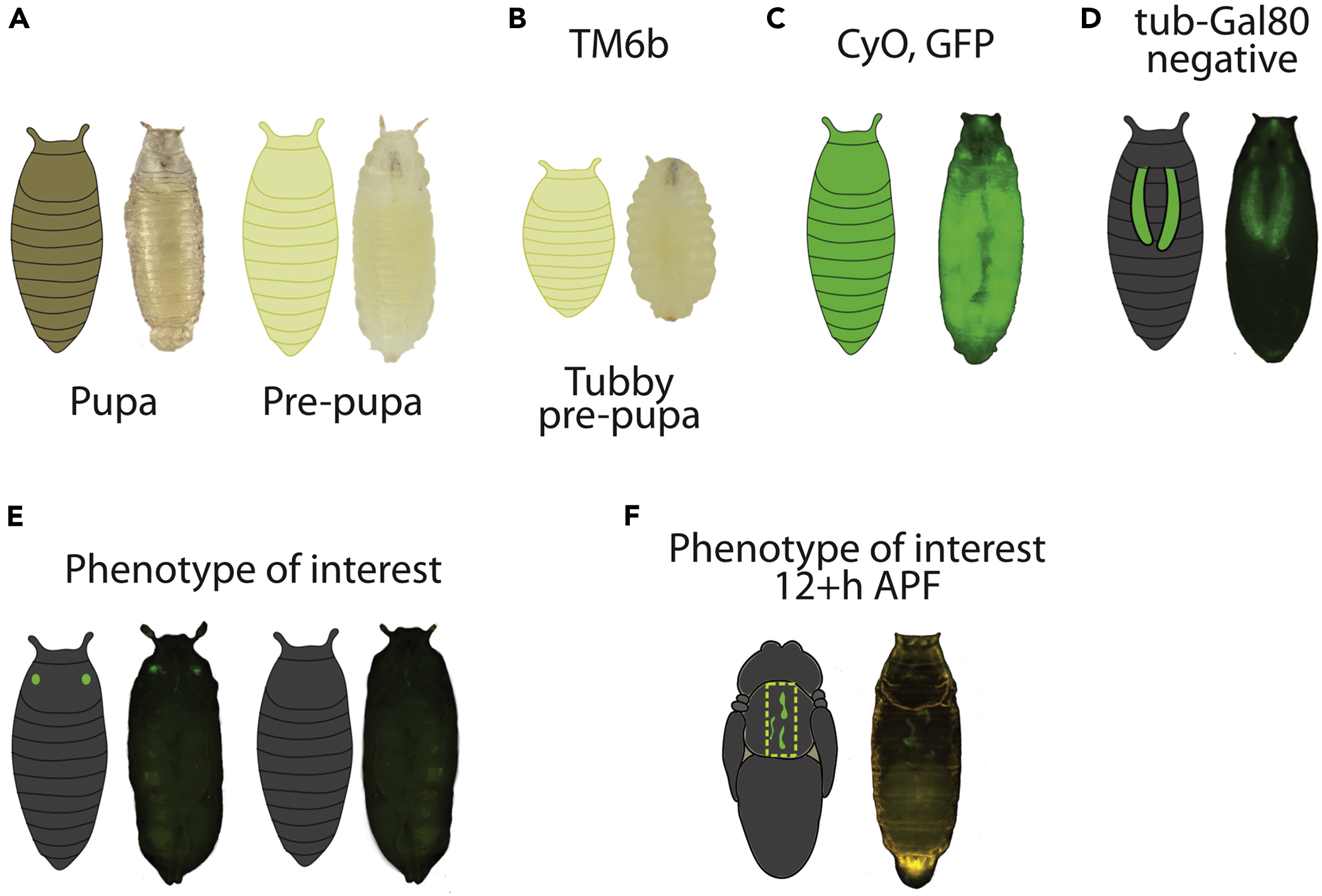 Cell Press: STAR Protocols