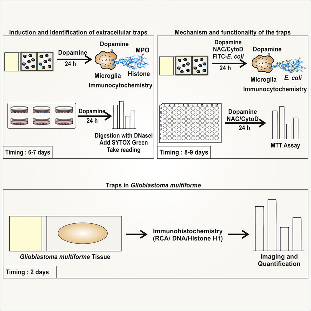 Cell Press: STAR Protocols