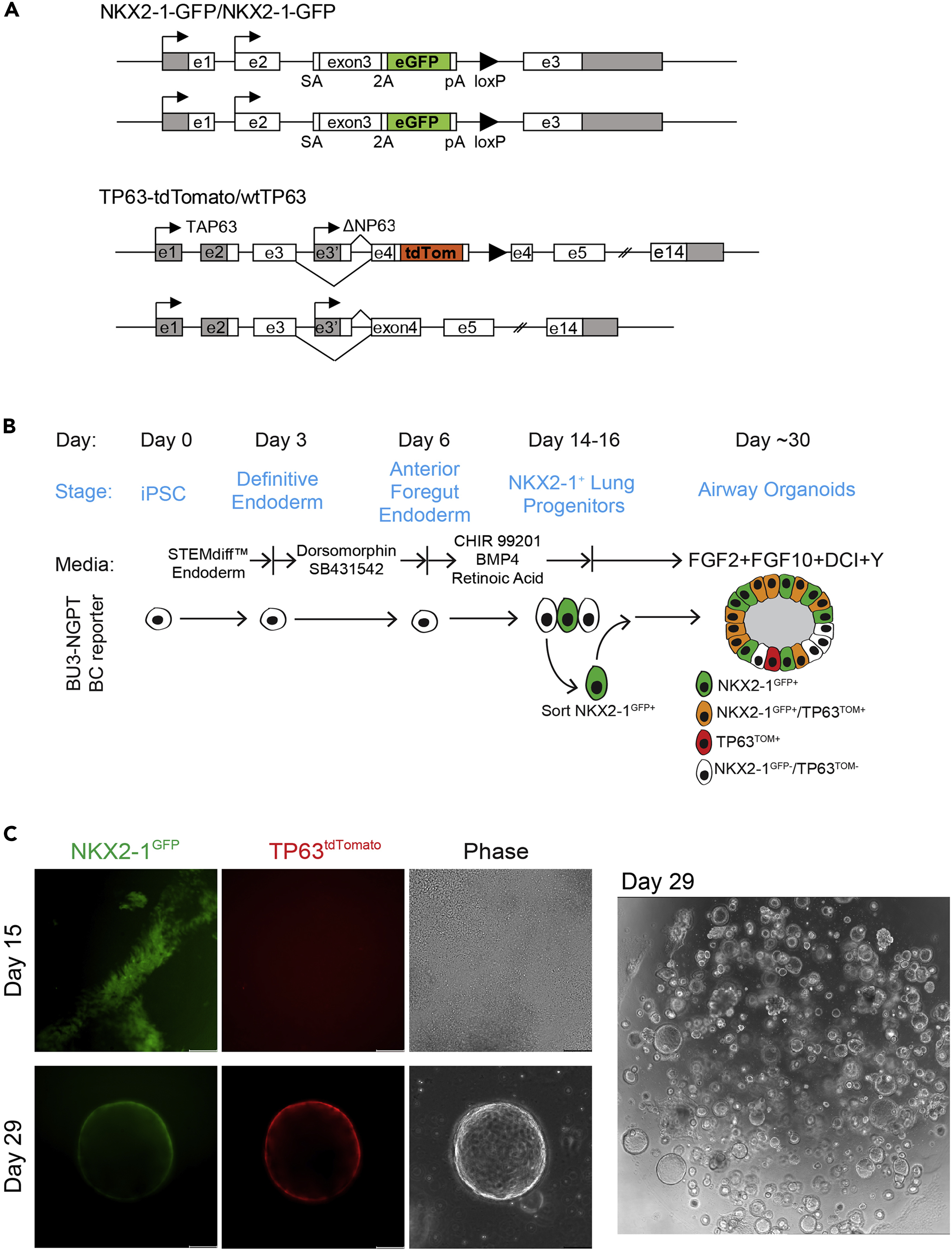 Cell Press: STAR Protocols