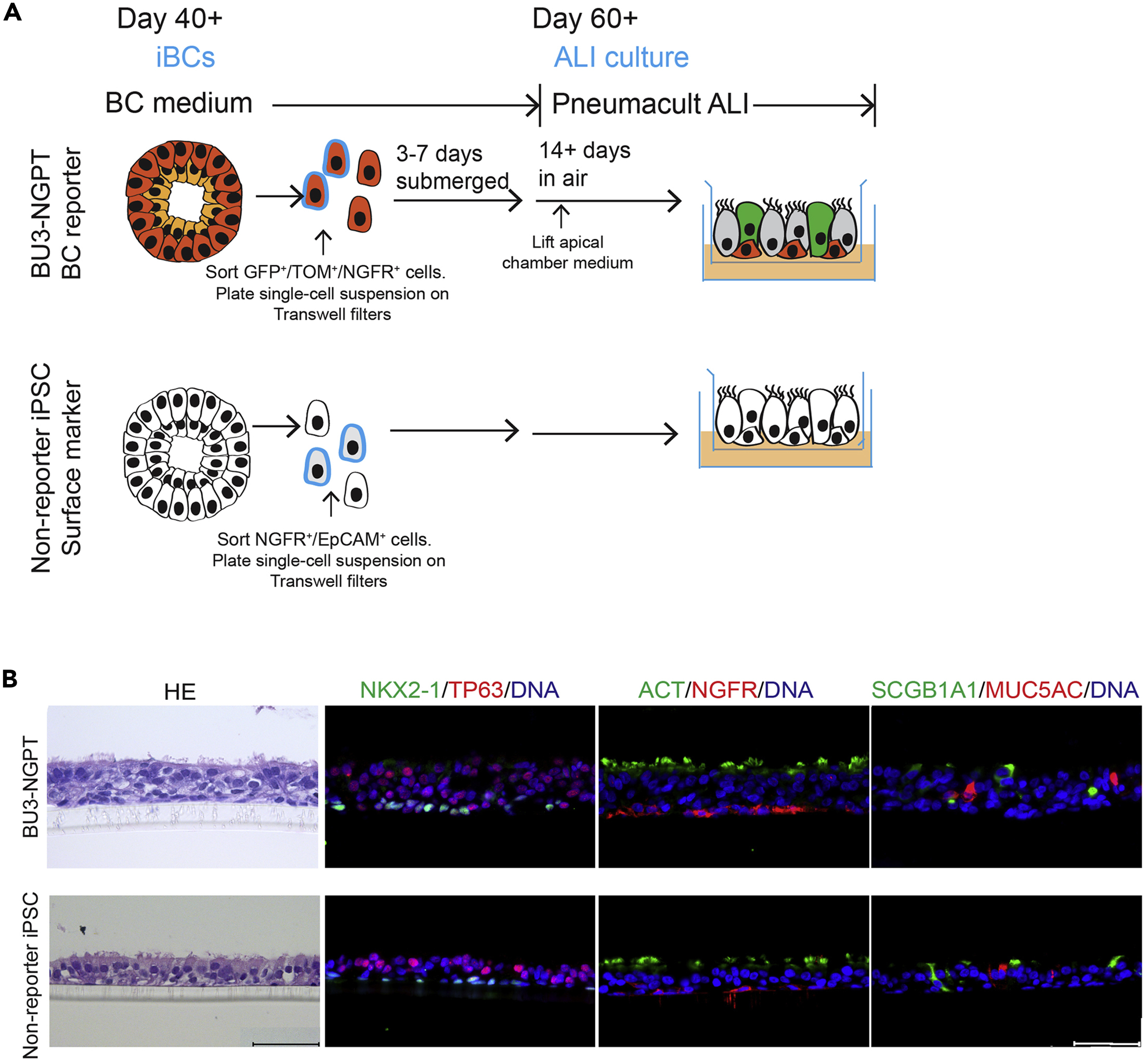 Cell Press: STAR Protocols