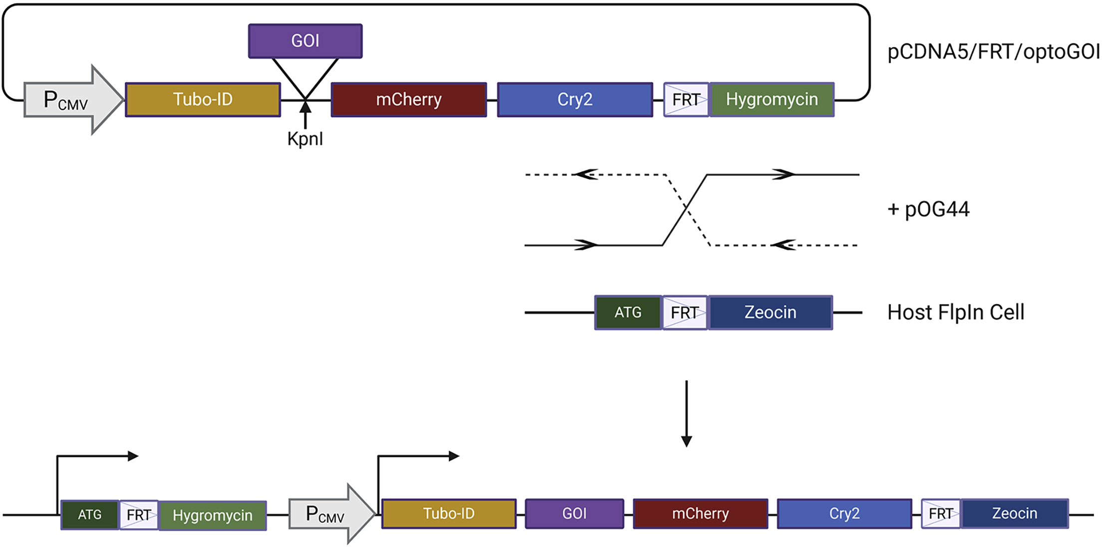 Cell Press: STAR Protocols