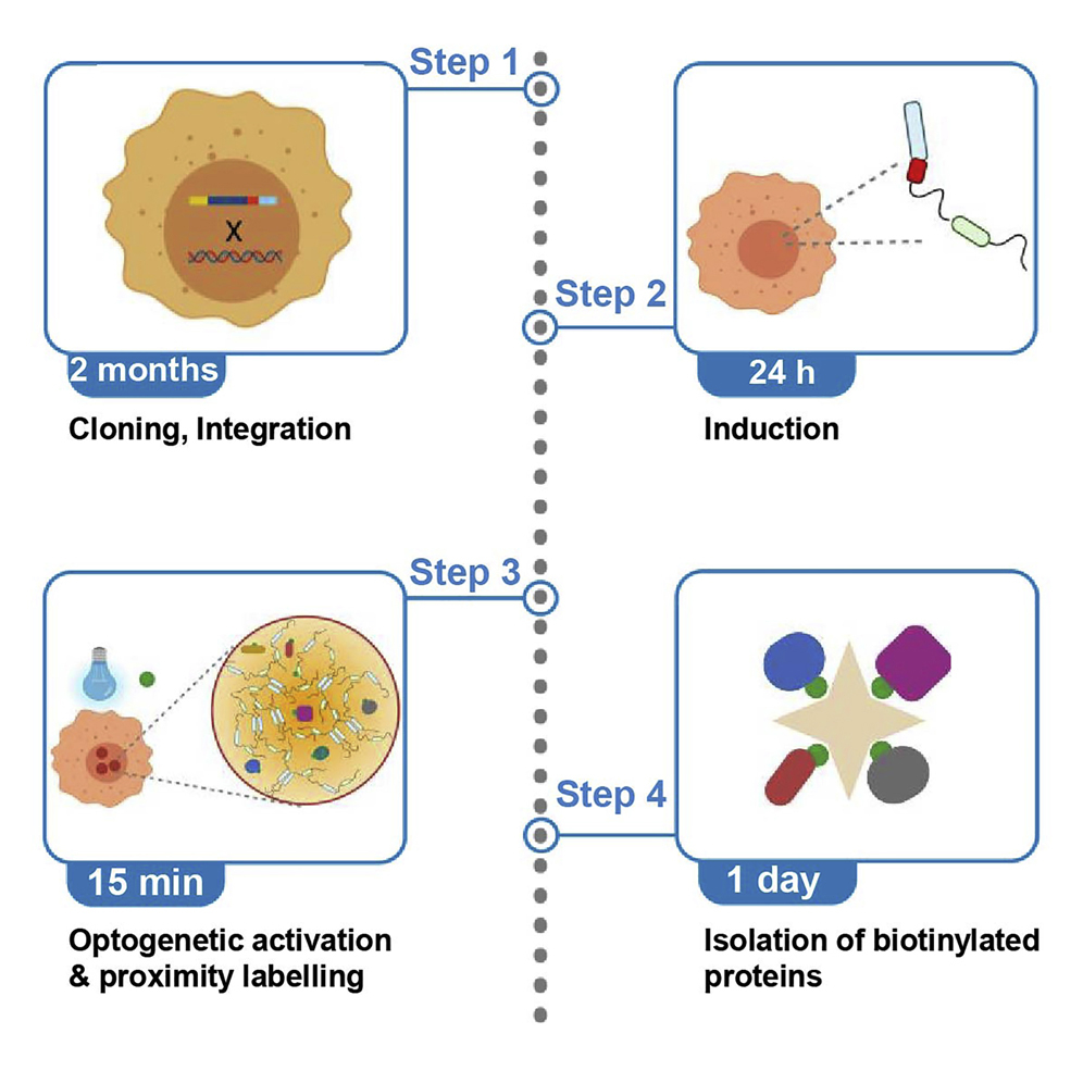 Cell Press: STAR Protocols