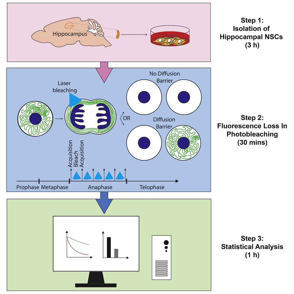 Cell Press: STAR Protocols