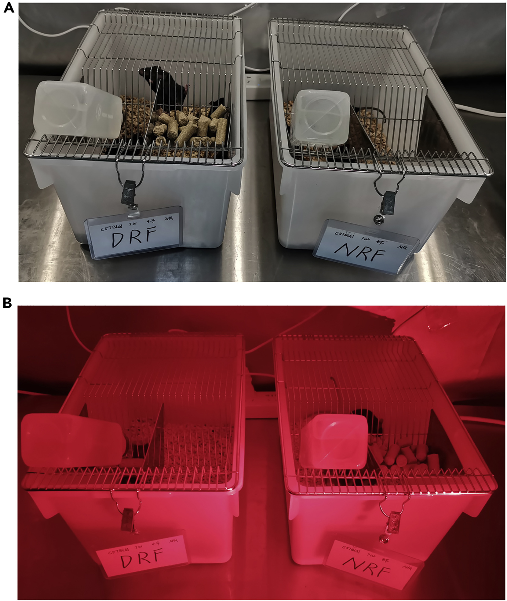 Cell Press: STAR Protocols