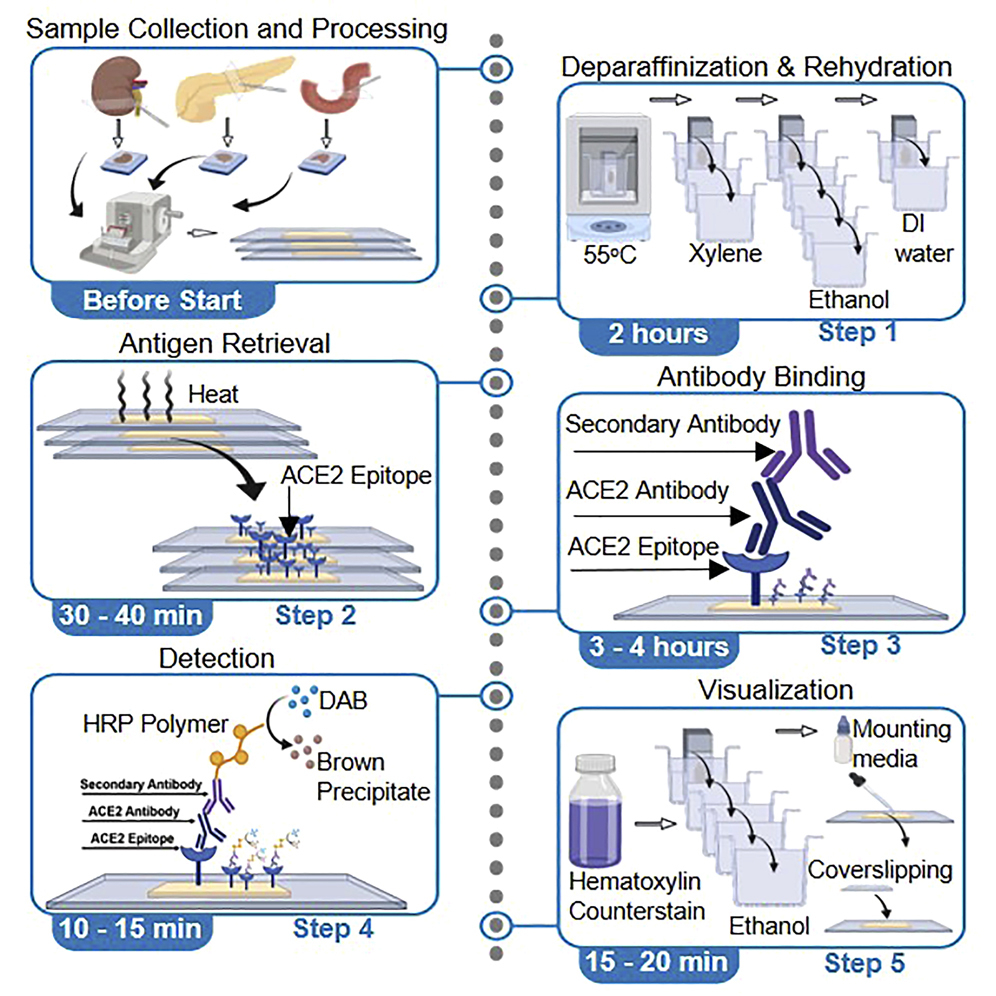 Cell Press: STAR Protocols