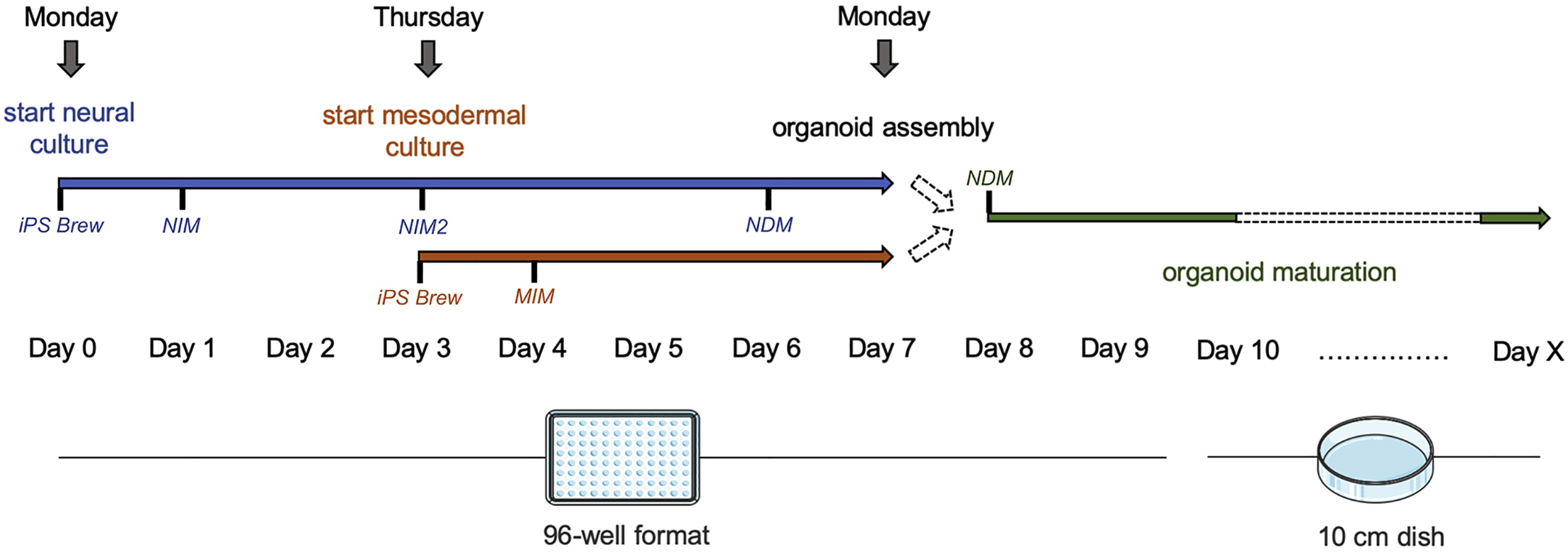 Cell Press: STAR Protocols