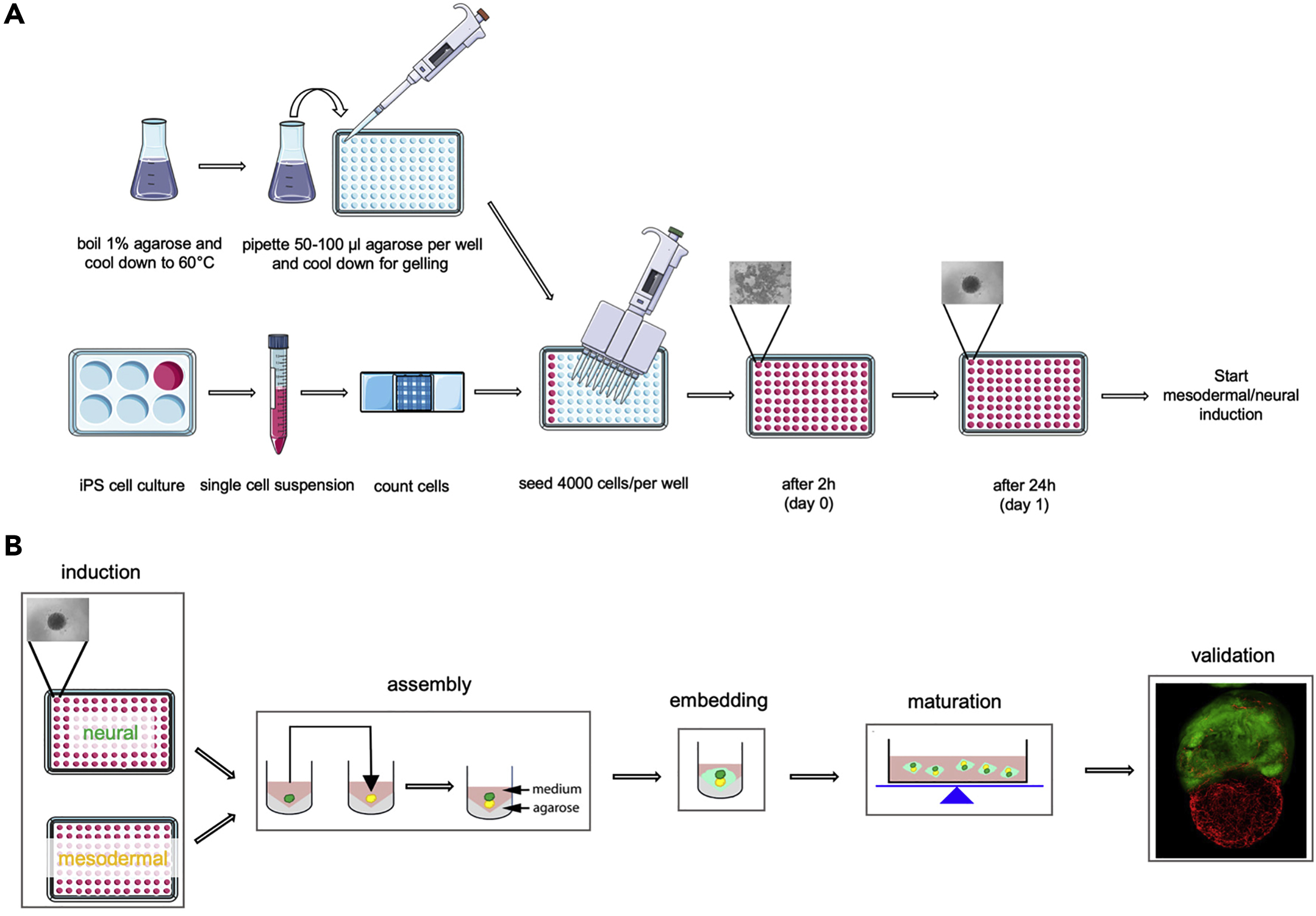 Cell Press: STAR Protocols