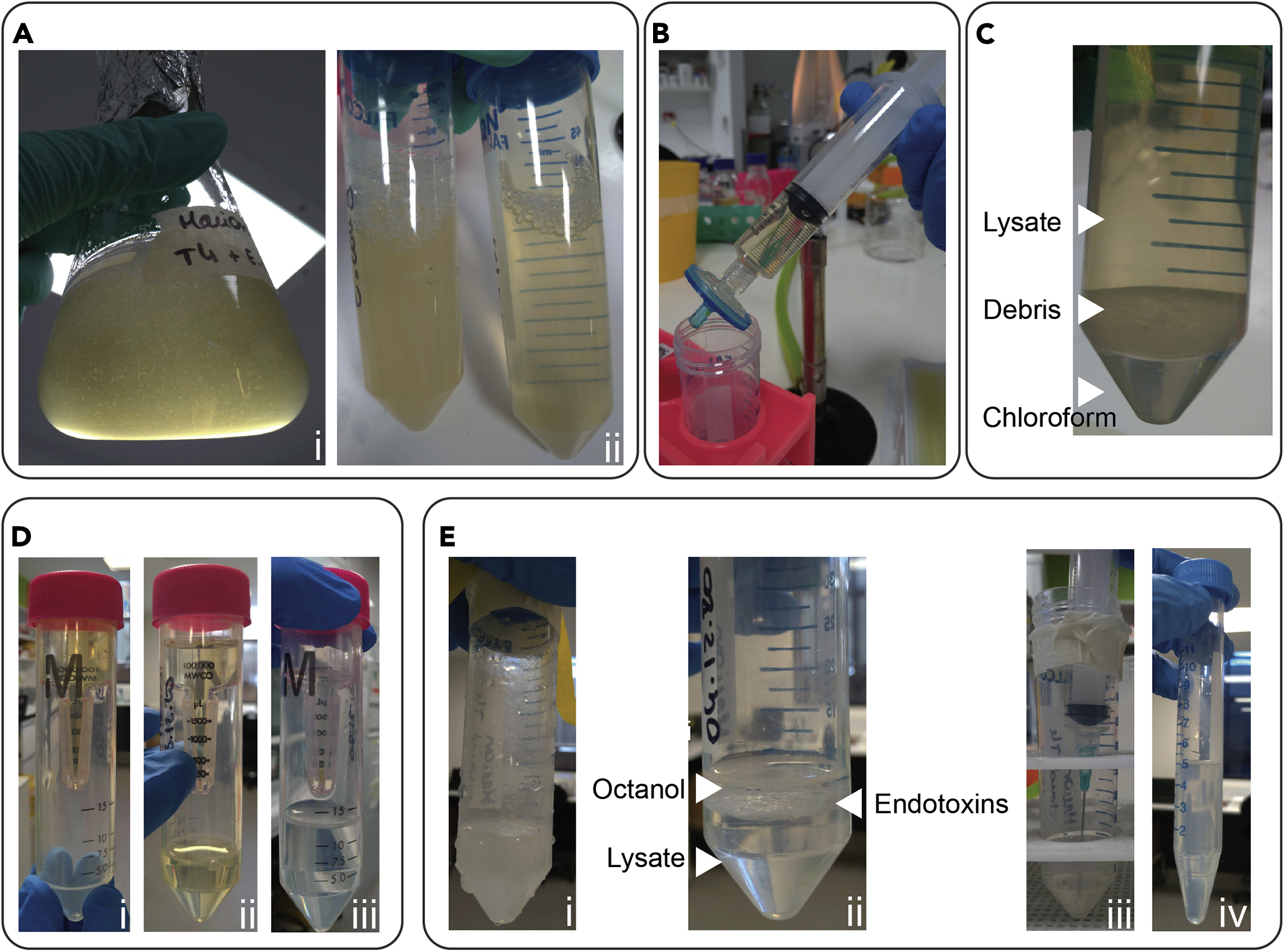 Cell Press: STAR Protocols