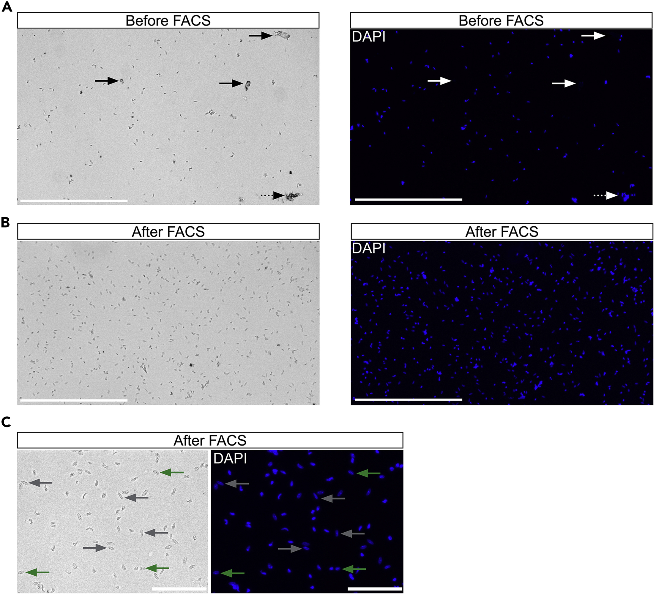 Cell Press: STAR Protocols