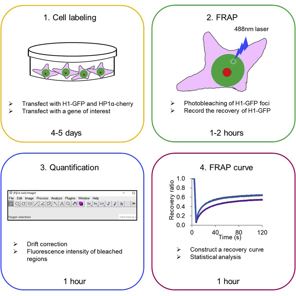 Cell Press: STAR Protocols