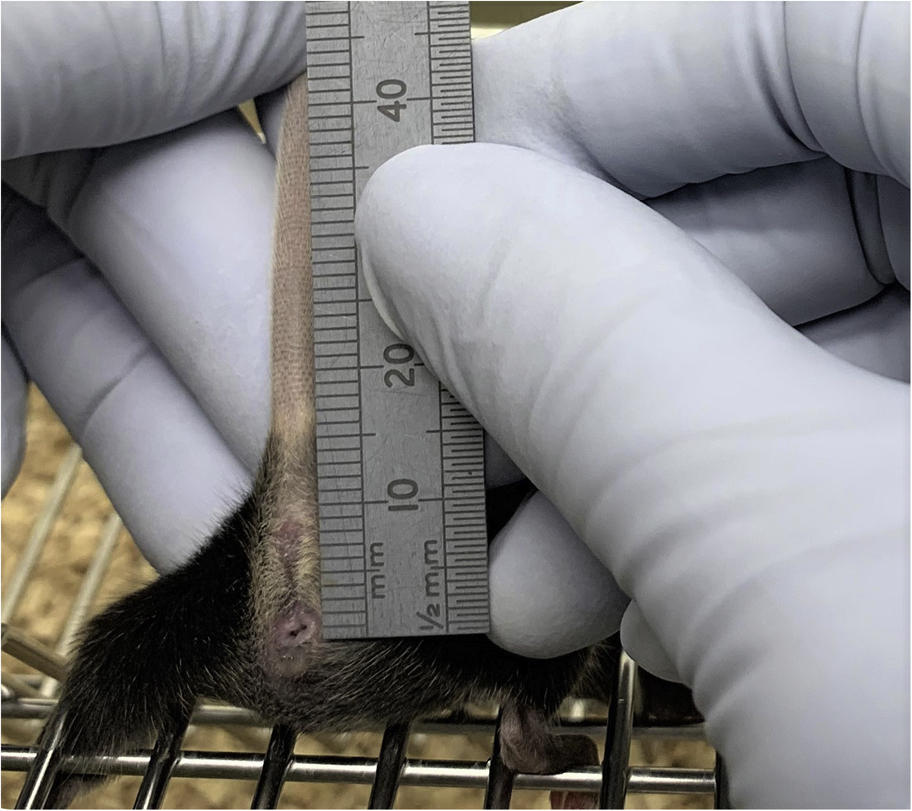 Cell Press: STAR Protocols