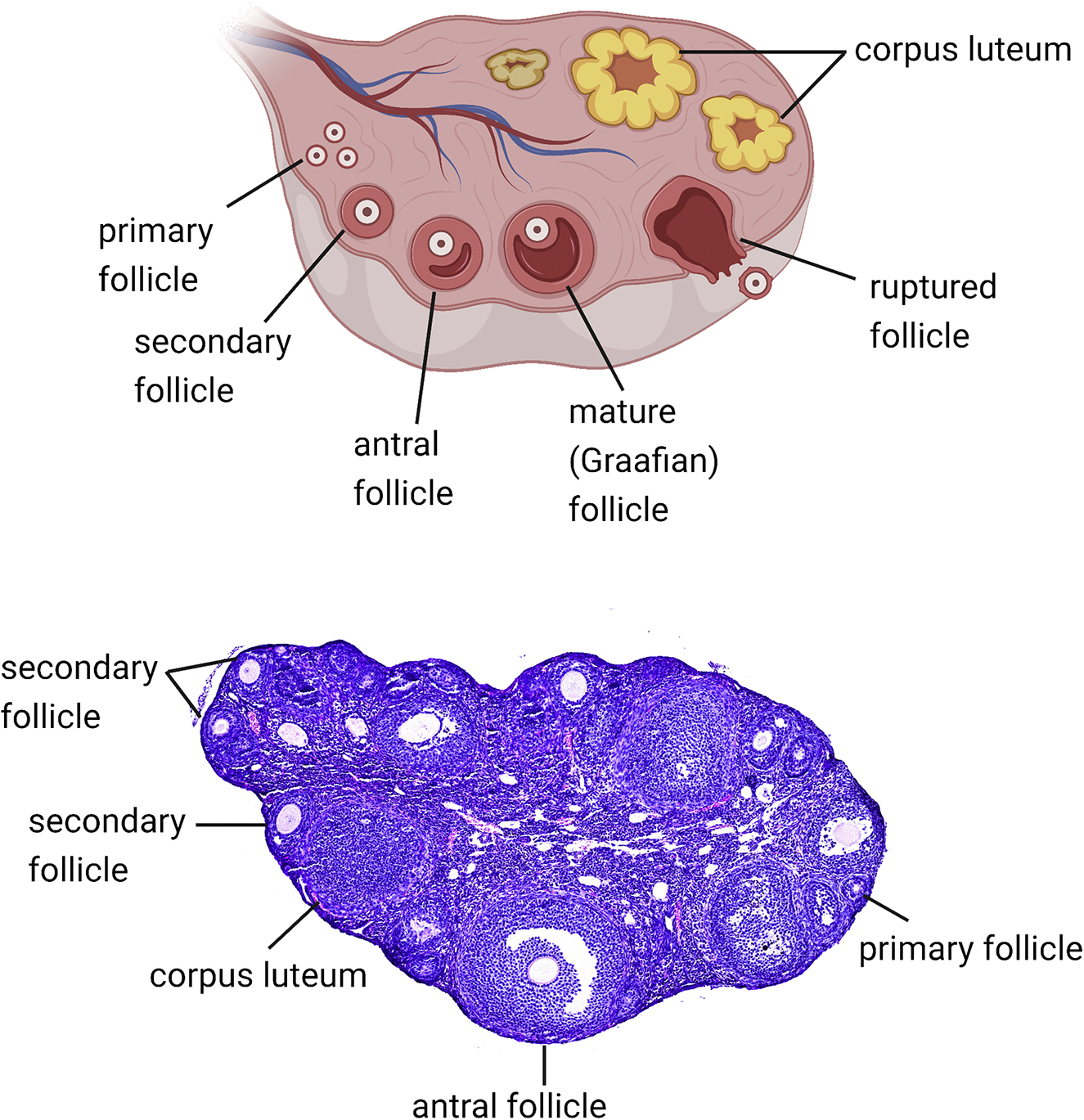 Cell Press: STAR Protocols