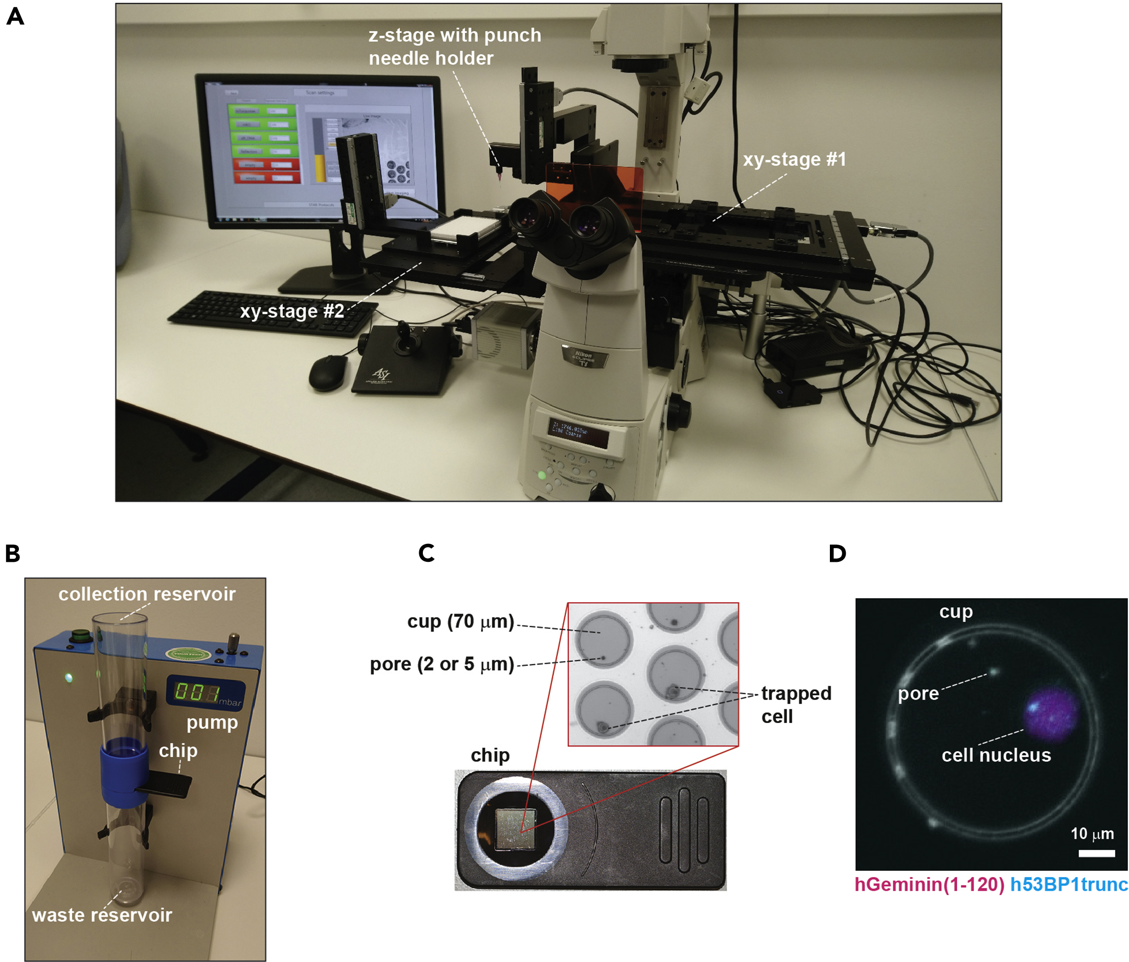 Cell Press: STAR Protocols