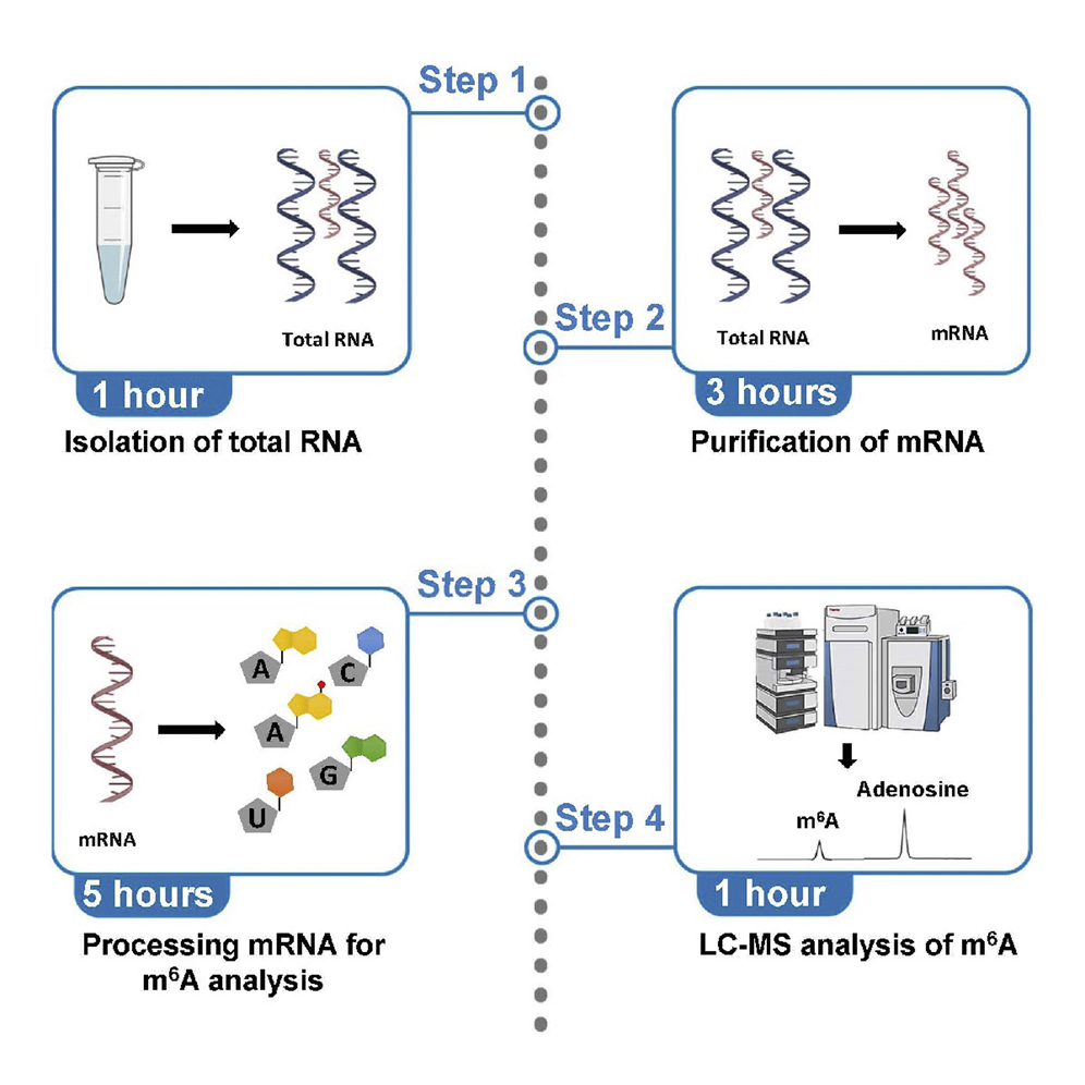 Cell Press: STAR Protocols