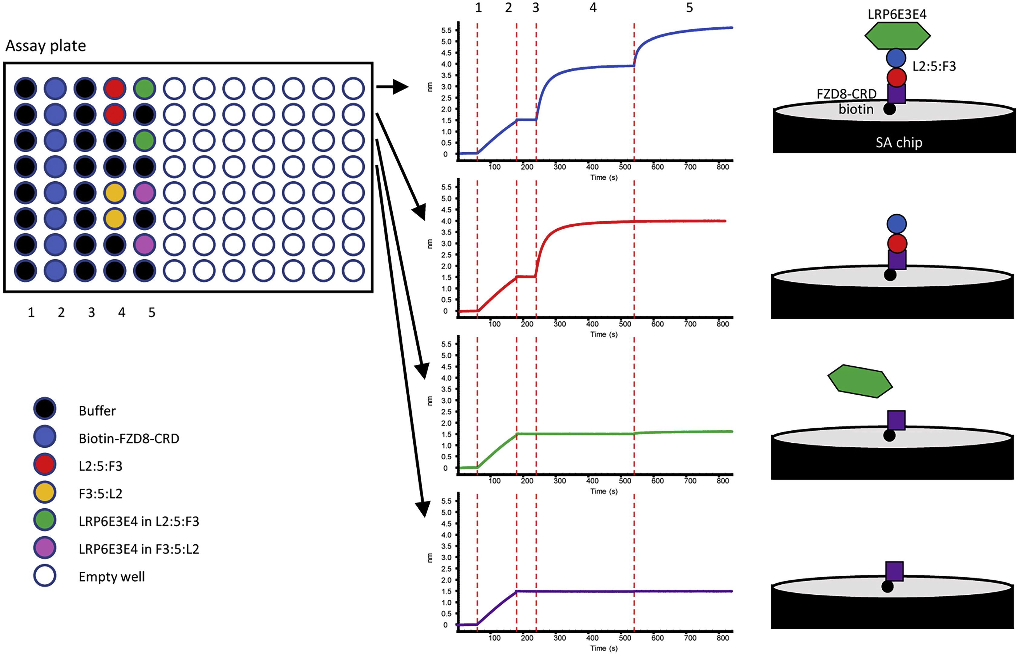 Cell Press: STAR Protocols