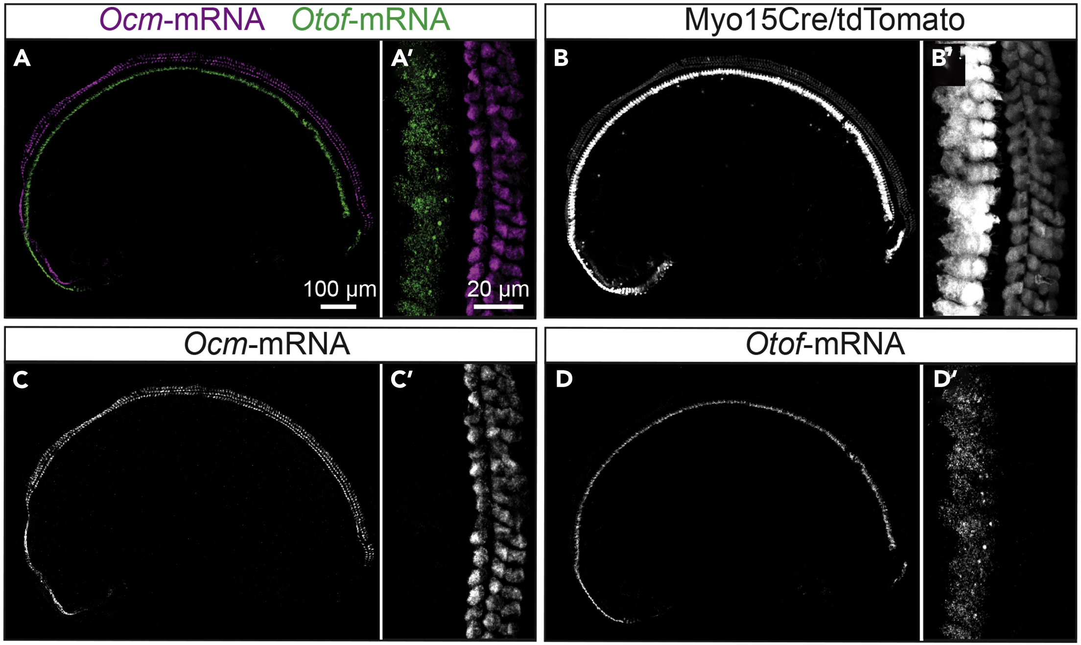 Cell Press: STAR Protocols